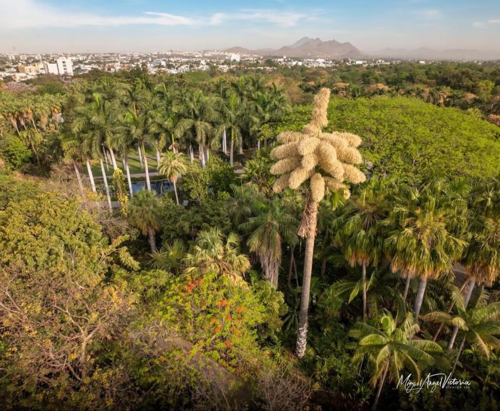 ‘Talipot’, la palmera que tardó 33 años en florecer; conoce la famosa ...