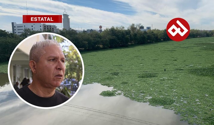 El lirio acuático de planta ornamental a especie invasora: es un problema ecológico sin control ...